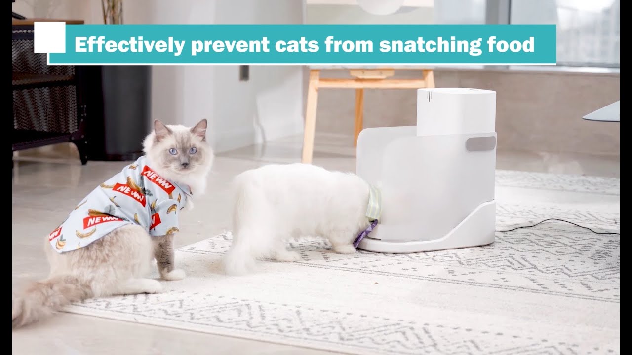 CATLINK AI Feeder ONE- 202108 - YouTube