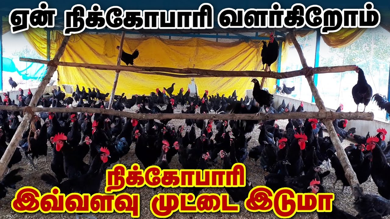 நிக்கோபாரி நாட்டு கோழி நாங்கள் ஏன் வளர்கிறோம் ? | SV Farm | Farming ...