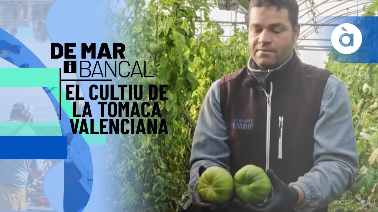 El cultiu de la tomaca valenciana a Meliana - De mar i bancal - YouTube