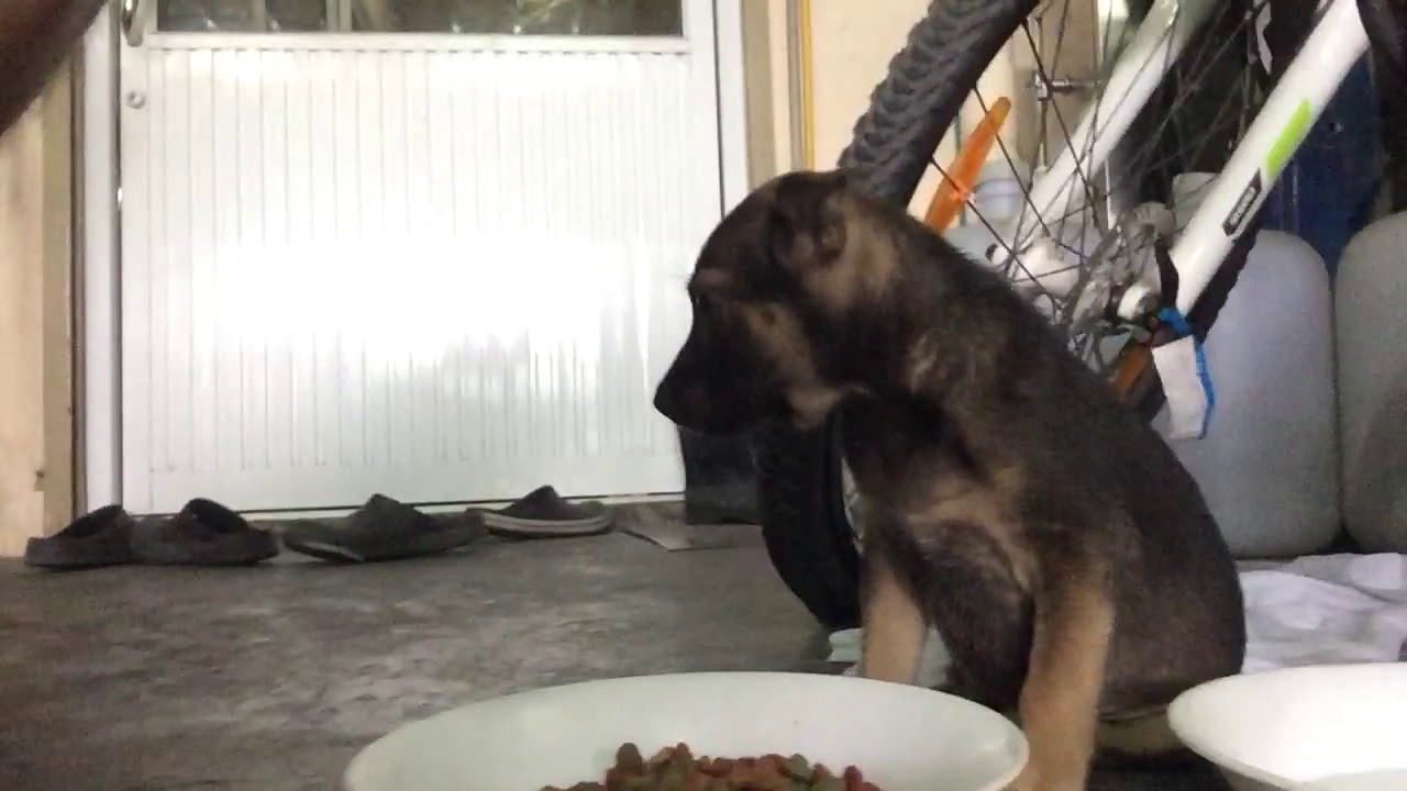 Mook's puppy and dogs - YouTube