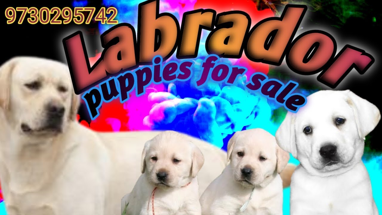 Pure quality Labrador puppies for sale | white and golden labrador for ...