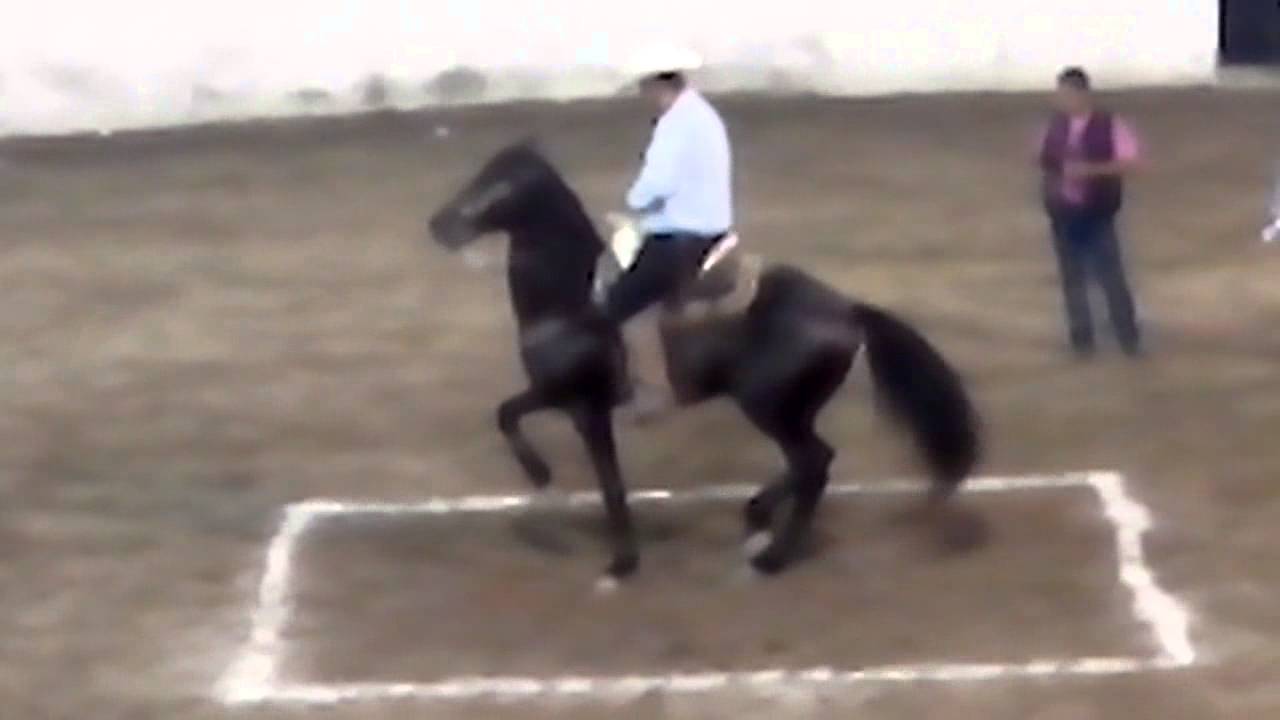 Concurso de caballos de baile en santiago - YouTube