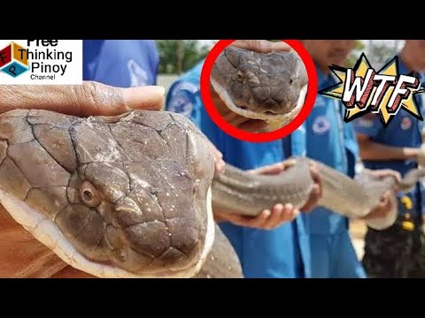 TOP 7 PINAKA MALAKING KING COBRA NA NAHULI NG MGA TAO | Cobra Facts Amazing Moment