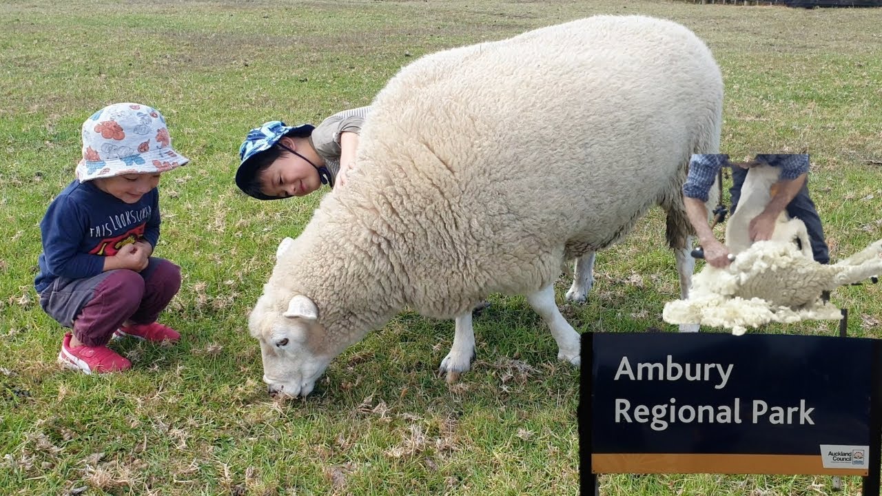 Ambury Farm Day 2021 | Kids Close Encounter with Farm Animals | Sheep ...