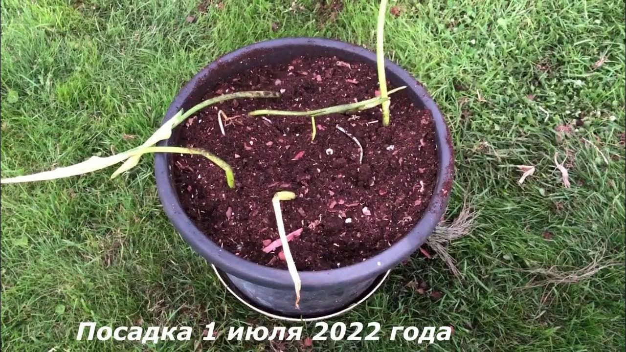 Калла эфиопская Опыт выращивания и цветения!! - YouTube