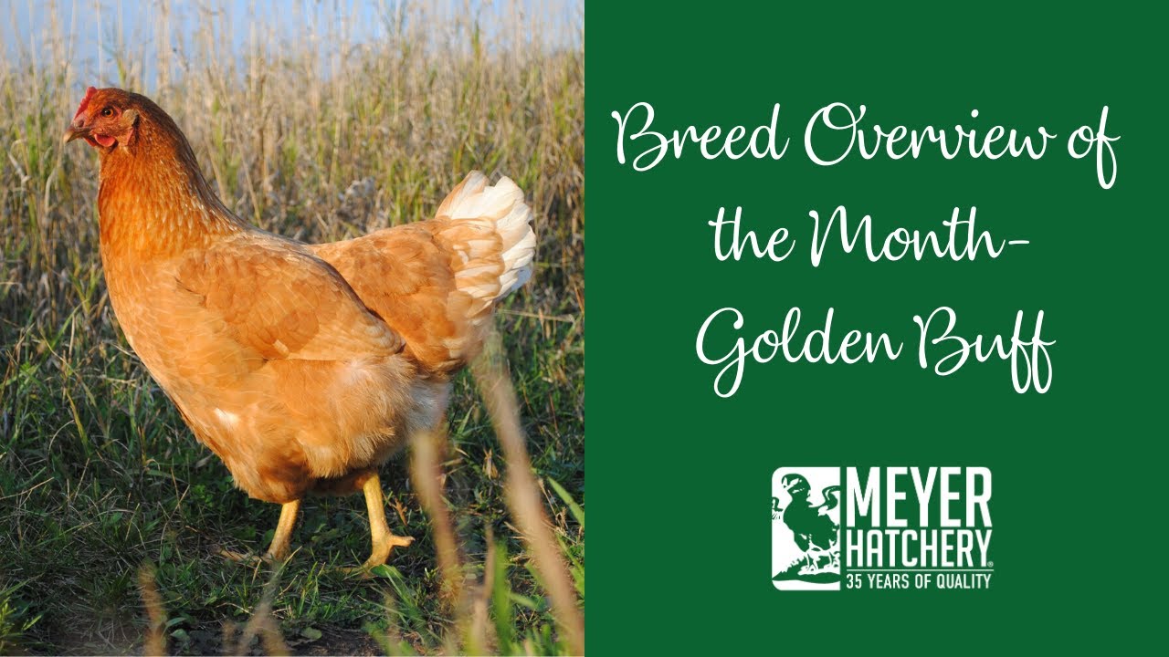 Breed Overview of the Month - Golden Buff - YouTube