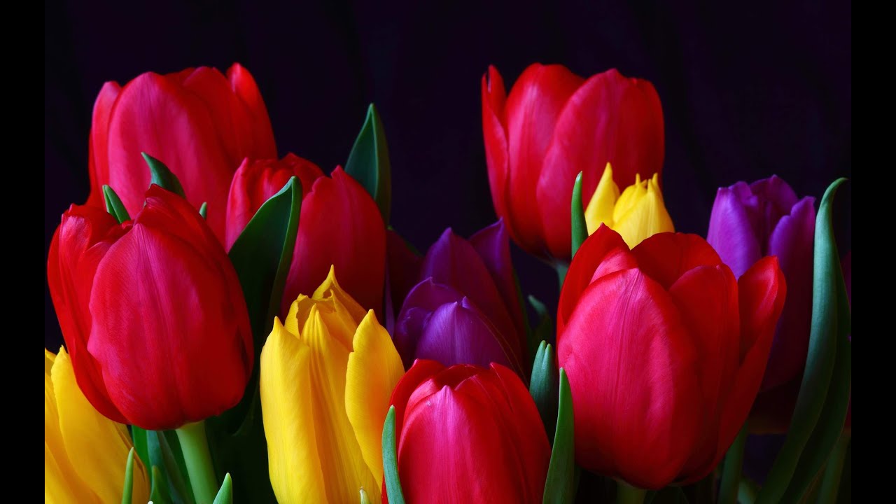 National Flower of All European Country - YouTube