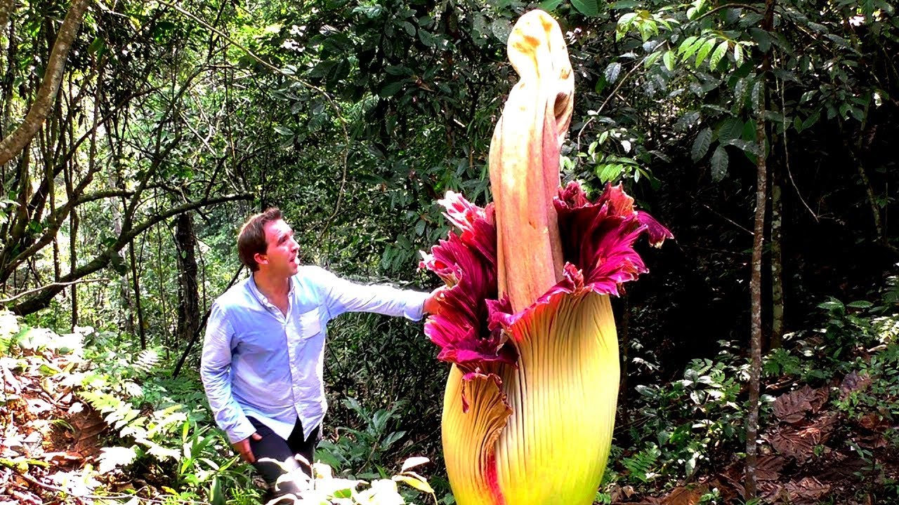 Most Incredible Plants in the World - YouTube