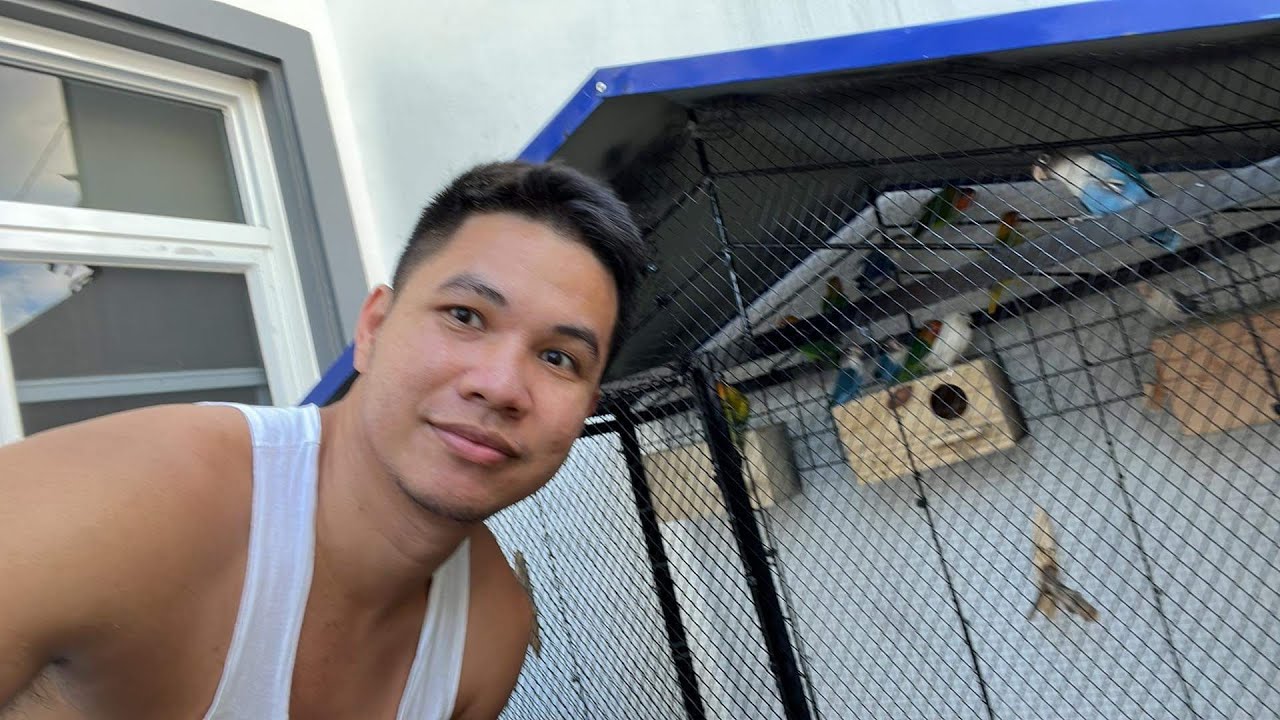 AFRICAN LOVE BIRD ALBS2 GIFT BIRD PARA KAY IDOL PBA PLAYER RR POGOY # ...