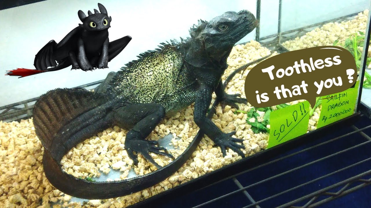 Black IGUANA (Sailfin Lizard) looks like TOOTHLESS ~ How to Train Your ...