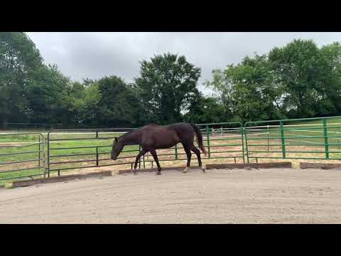 Goyo - Lunging