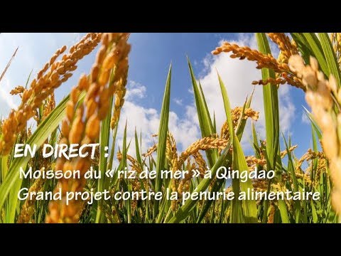 En direct : la moisson du "riz de mer" à Qing dao en Chine - YouTube