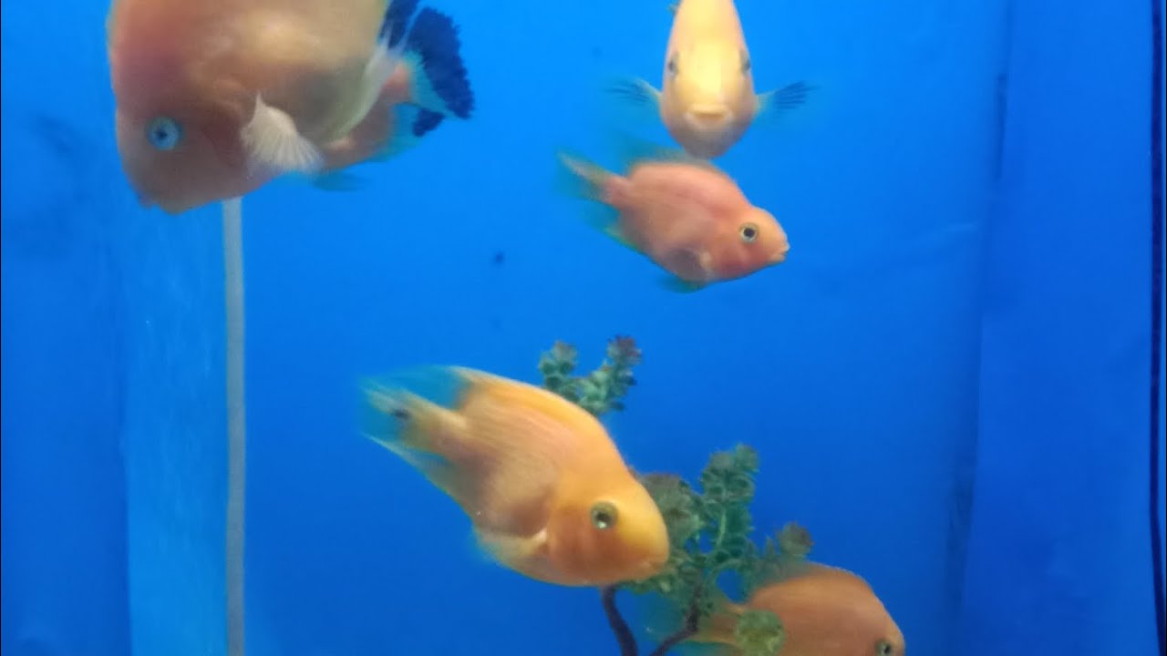 #Awesome Fish#Golden Fish#Fish eats fitter@fish eukorium - YouTube