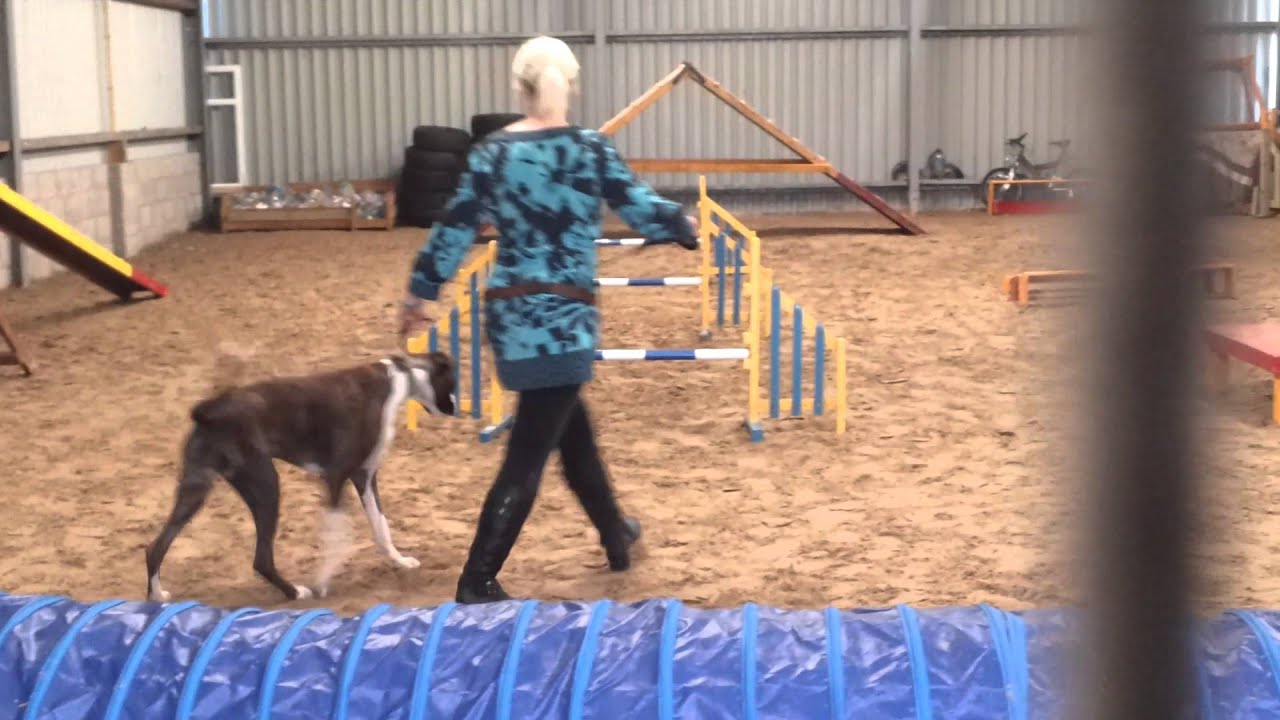 Myla doing Dog Agility for beginners. - YouTube
