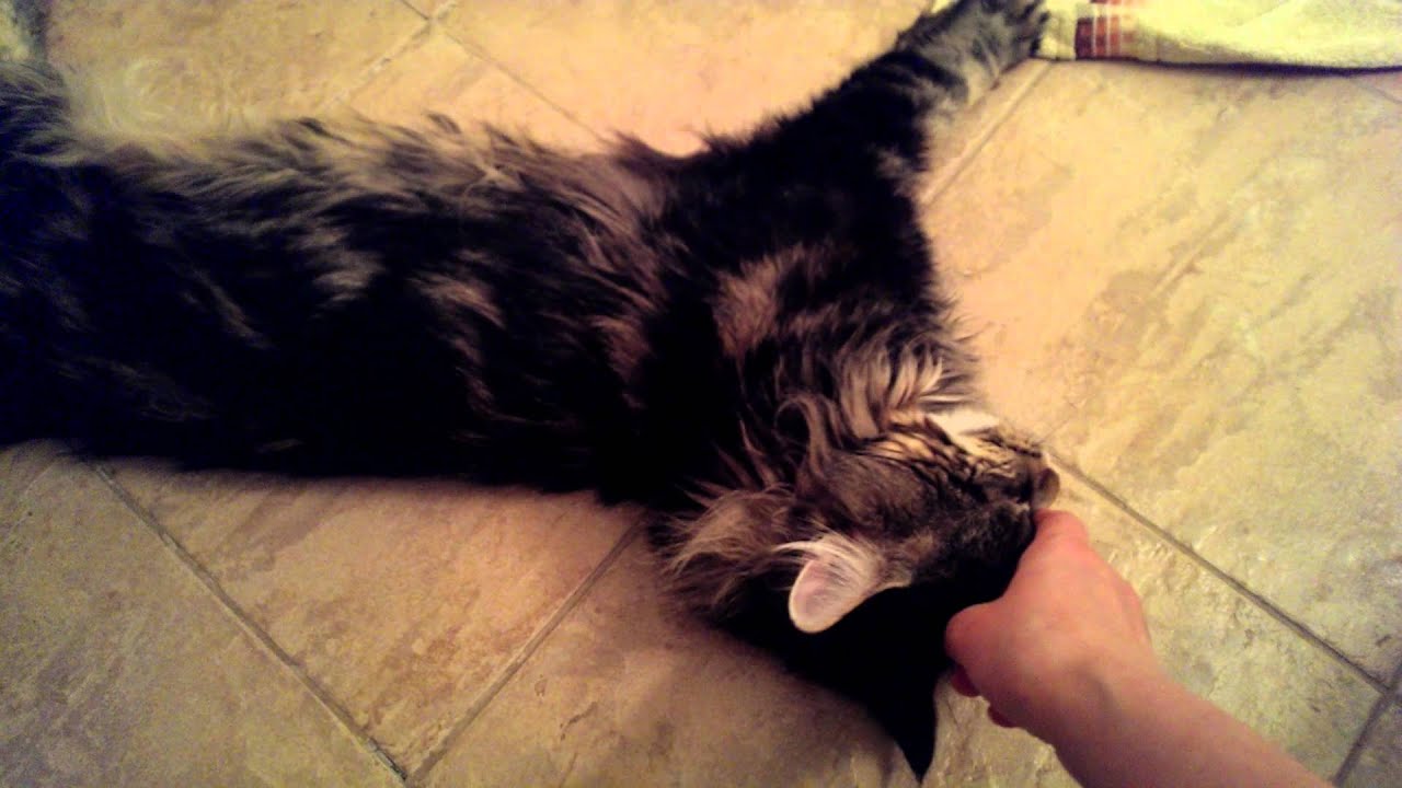 Cat "has stuck" to the floor and having a tantrum - YouTube