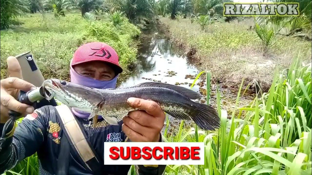 GANAS..!! CASTING IKAN GABUS DI SAAT AIR MULAI NAIK @atekmancing82 - YouTube