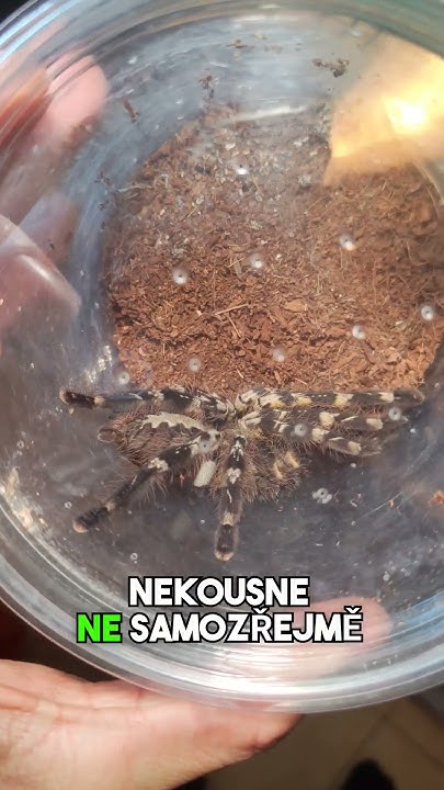 ZKUSÍM VZÍT JEDOVATÉHO PAVOUKA? #fyp#pavouk#pavouci#chov#chovatel#teraristika#cz#czech#sokolik ...