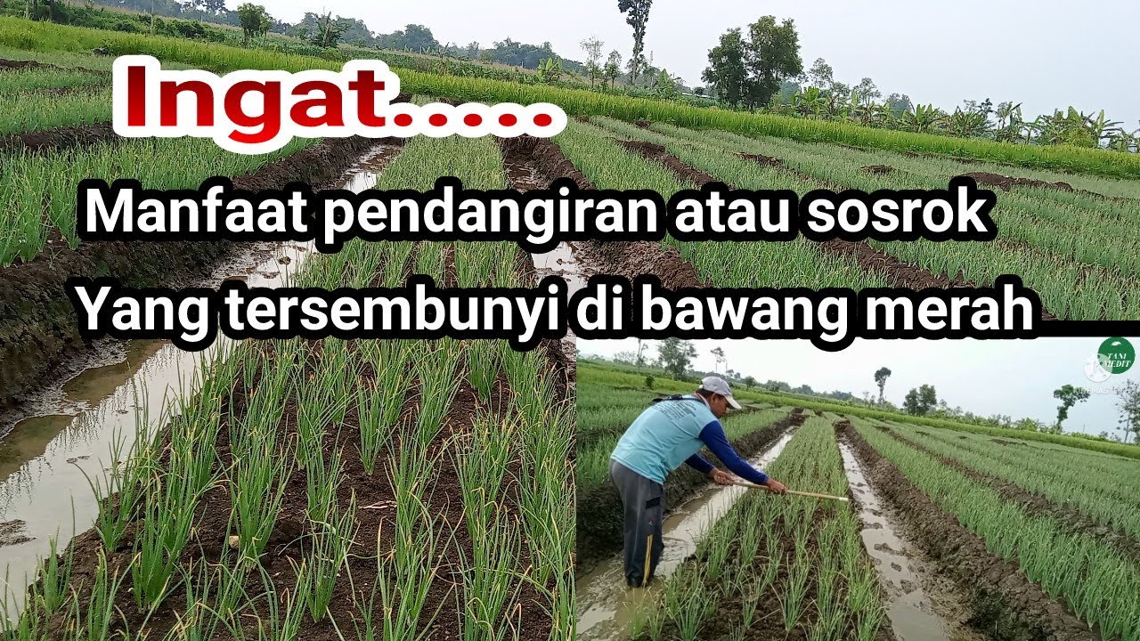 Manfaat yang tersembunyi disaat pendangiran atau sosrok pada tanaman ...