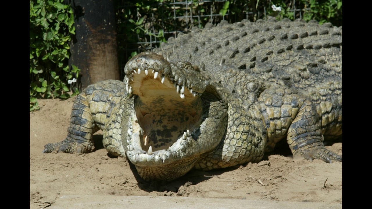 TOP 10 najvecih zivotinja na svetu - YouTube