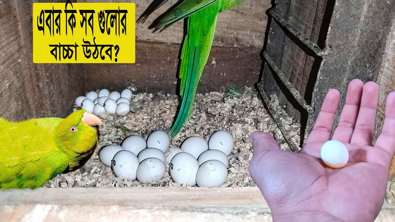 1 Mas Dhore Tiya Pakhi gulo koto Gulo Dim Dilo 😍 | Parrot Home Breeding ...