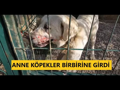 ANNE KÖPEKLERİN KAVGASI KANLI BİTTİ  ( LADY VS ÇOLAK KIZ )  mother dogs fight #kangal #köpek #kavga