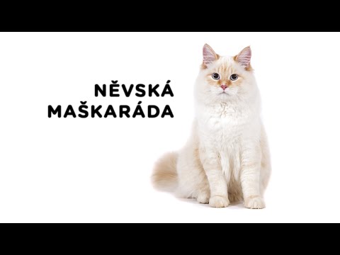 Něvská maškaráda - Atlas plemen - Tlapka TV