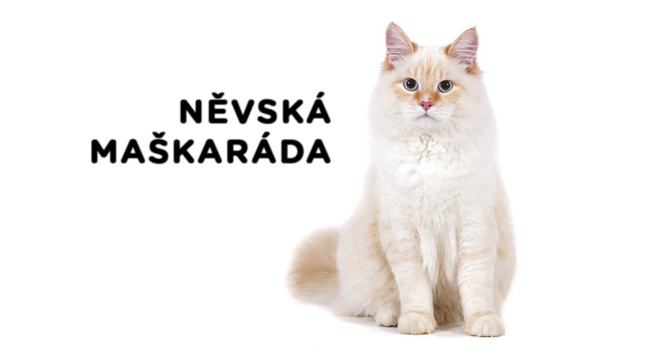 Něvská maškaráda - Atlas plemen - Tlapka TV - YouTube