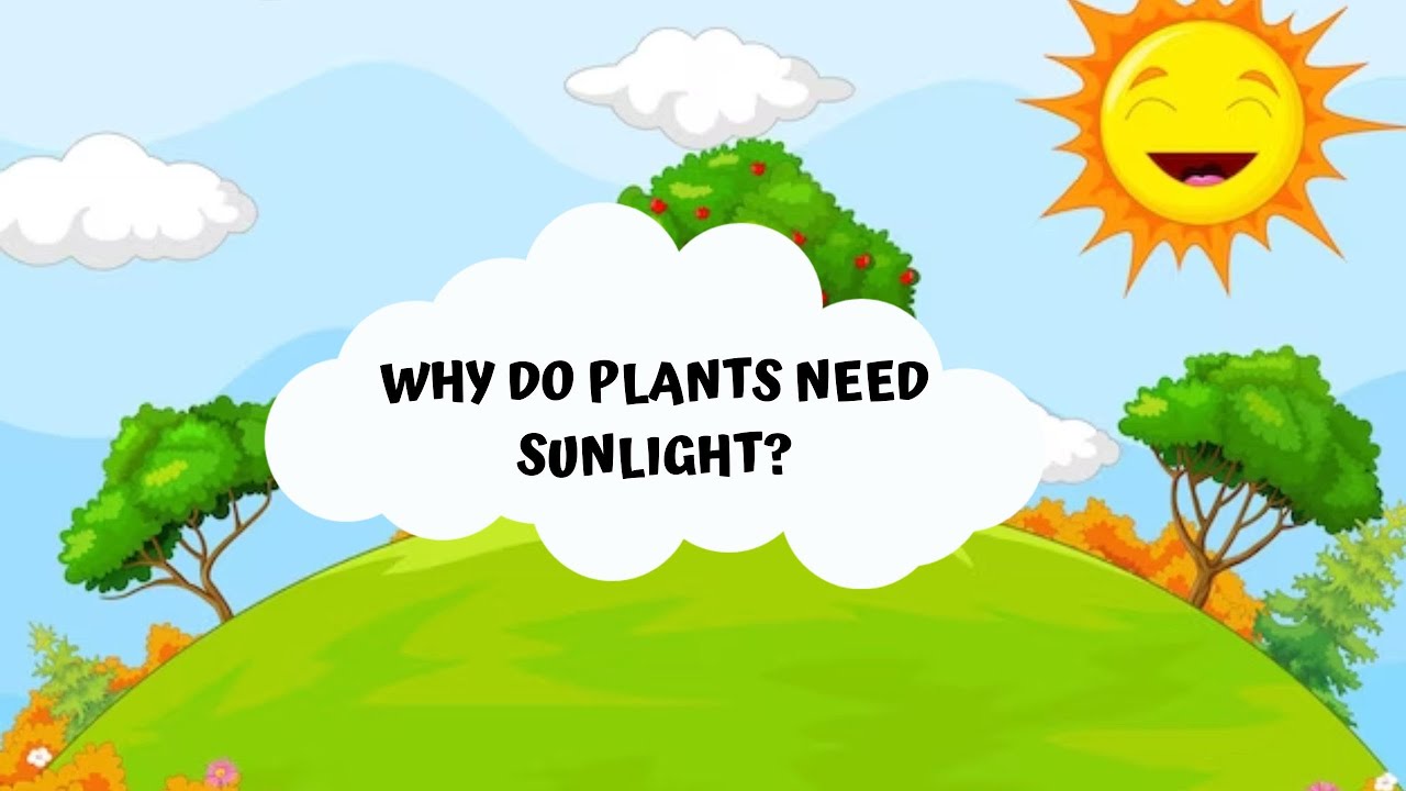 Why do plants need sunlight? | How Does Sunlight Help Plants Thrive ...