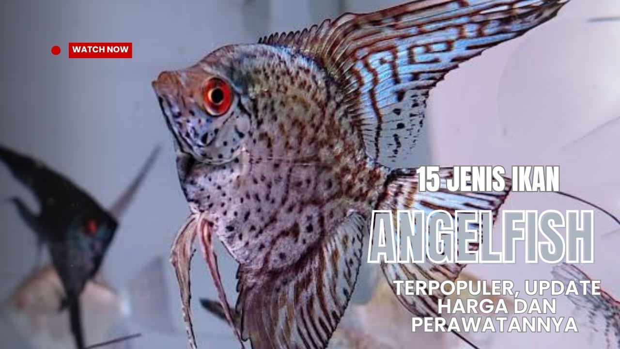 15 Jenis Ikan Angelfish Terpopuler Banyak Dipelihara, Update Harga dan ...