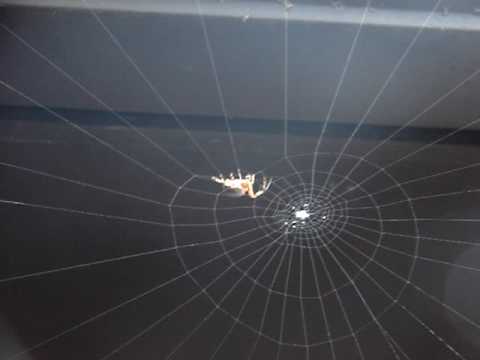 spider making web 18 - YouTube