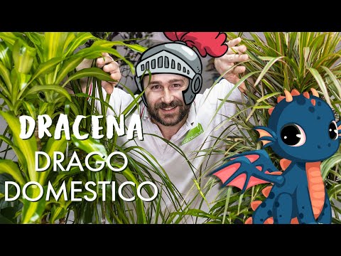 Dracena, come prendersi cura di un drago di pianta!