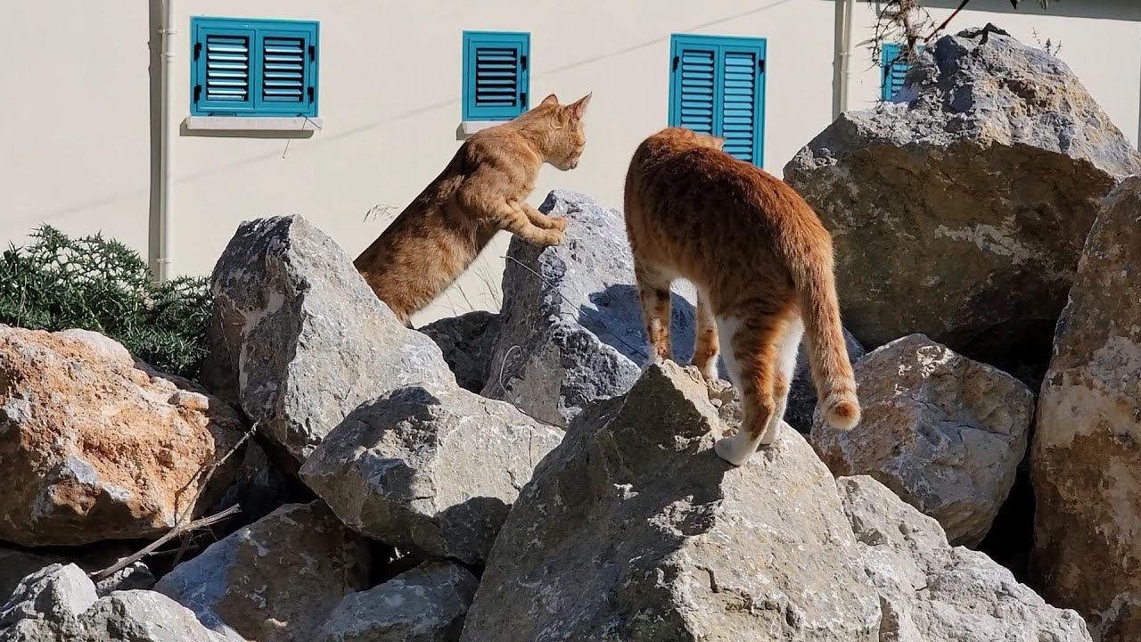Blind cats never quit😍 - YouTube
