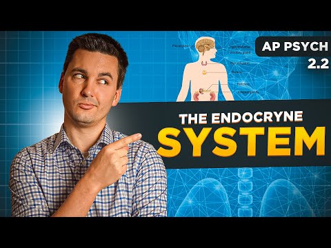 How To Remeberendocrine System Ap Psychology