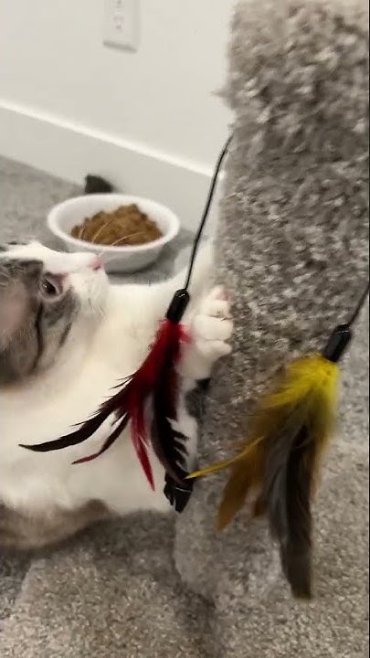 Her pose at the end made me laugh… she had some catnip #shorts #catvideos #funny #funnycat - YouTube