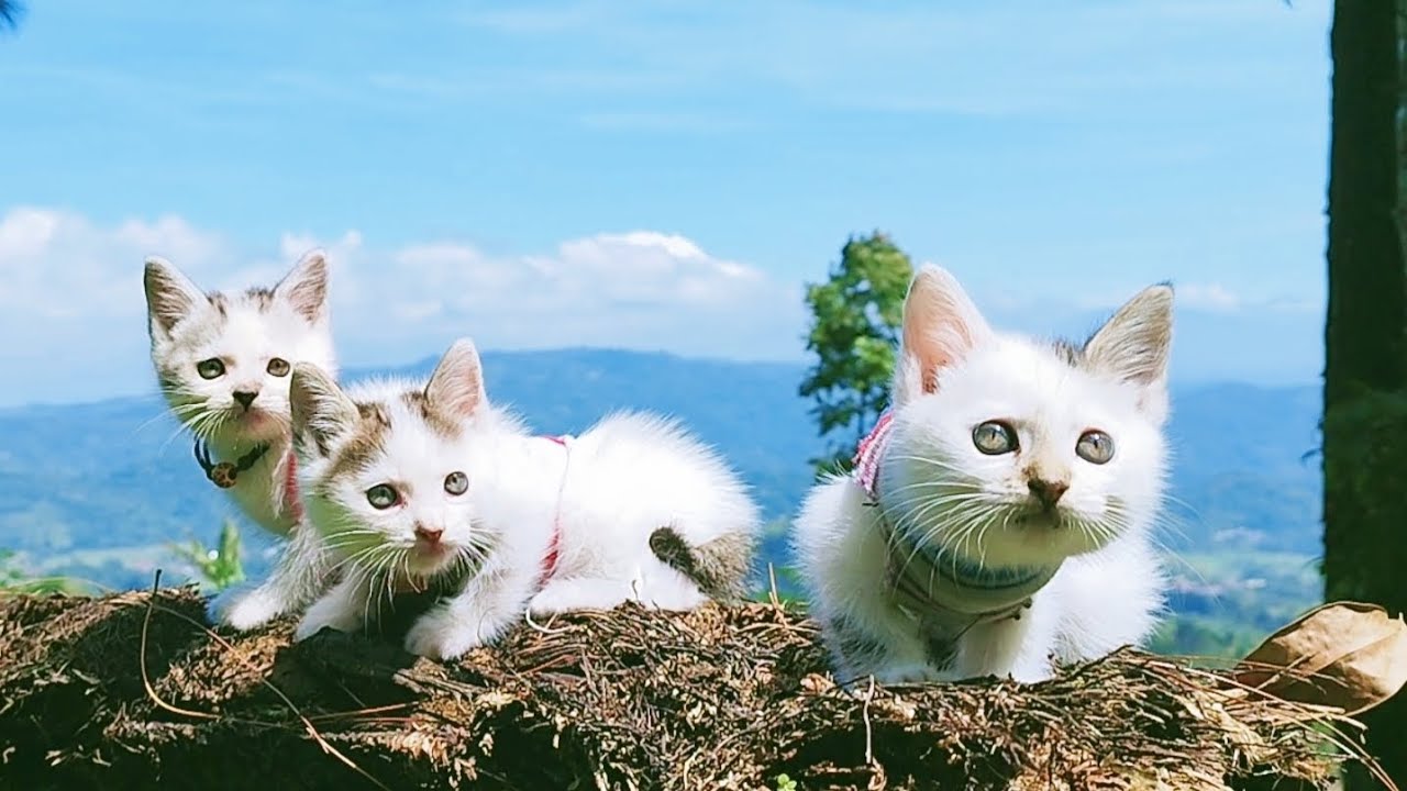 THREE KITTEN CAT CUTE - kitten cats - funny moments cats - Meowing 554 ...