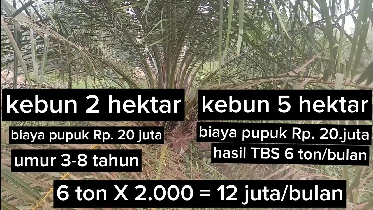 lahan 2 hektar VS 5 hektar denga biaya pupuk 20 juta rupiah..mana yang ...