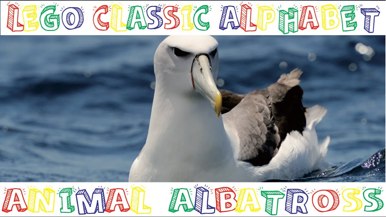 Lego Classic Animal Alphabet (Albatross) - Building Instructions For ...