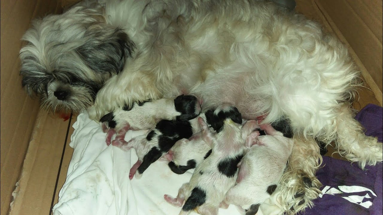 Shih tzu giving birth to 5 puppies || shih tzu giving birth super cute ...