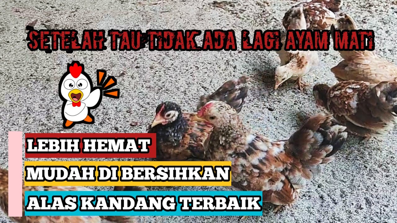 ALAS KANDANG AYAM TERBAIK || ALAS PASIR #alaskandang #peternakayam # ...