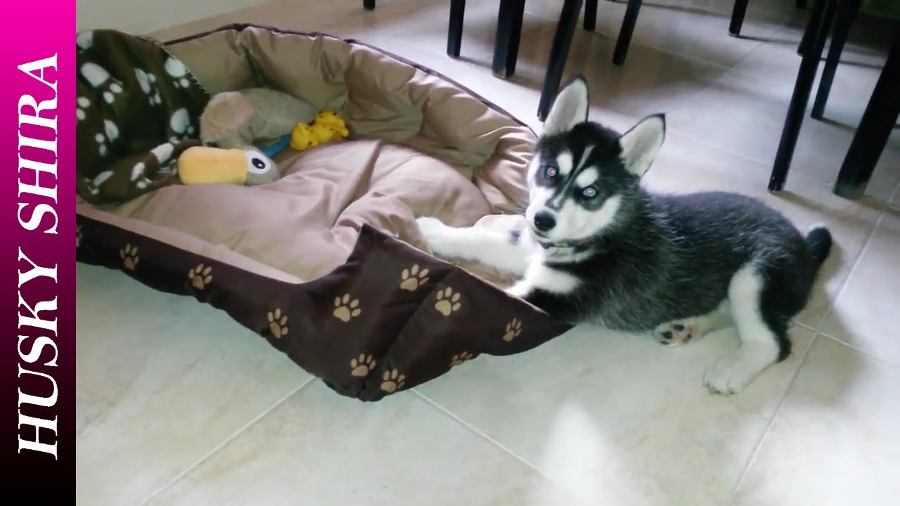 MY MORNING ROUTINE (HUSKY PUPPY EDITION) - YouTube