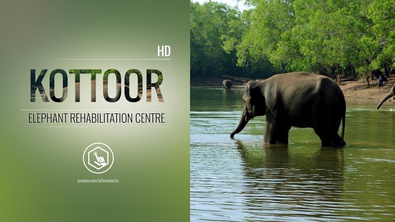 Kottoor Elephant Rehabilitation Centre Kerala Tourist Destination ...