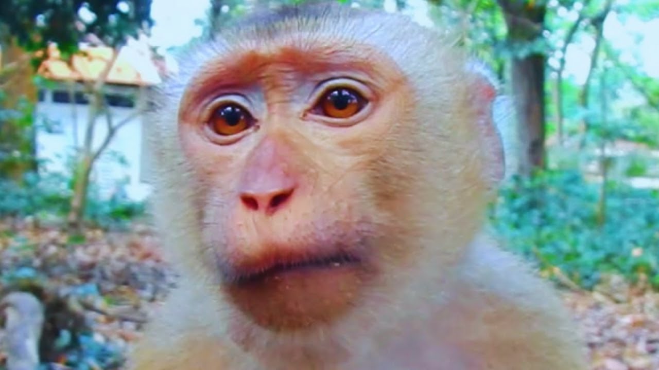 Oh, Adorable monkey Rojo is waiting for me to give him fruit. - YouTube