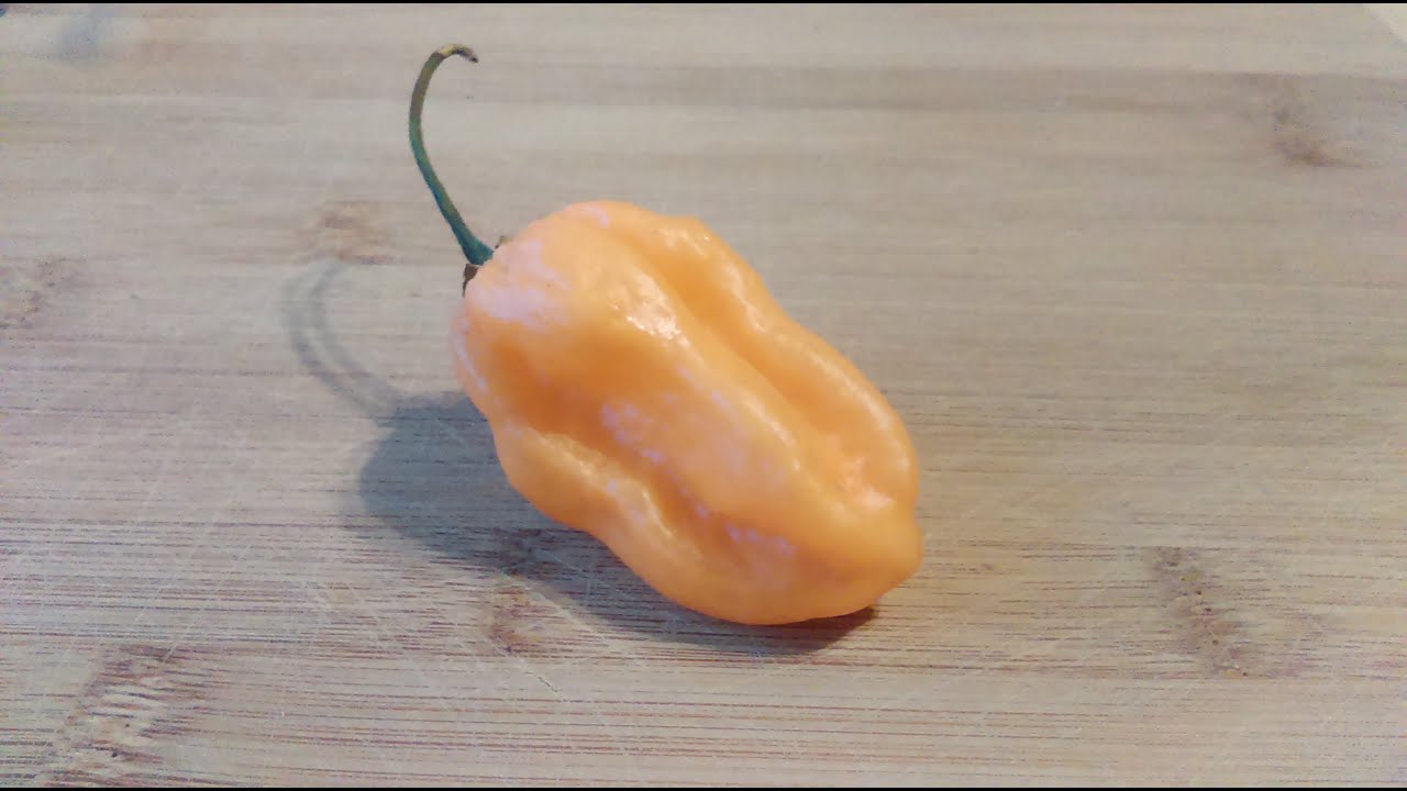 CHILLI TEST - 7 POT PEACH - YouTube