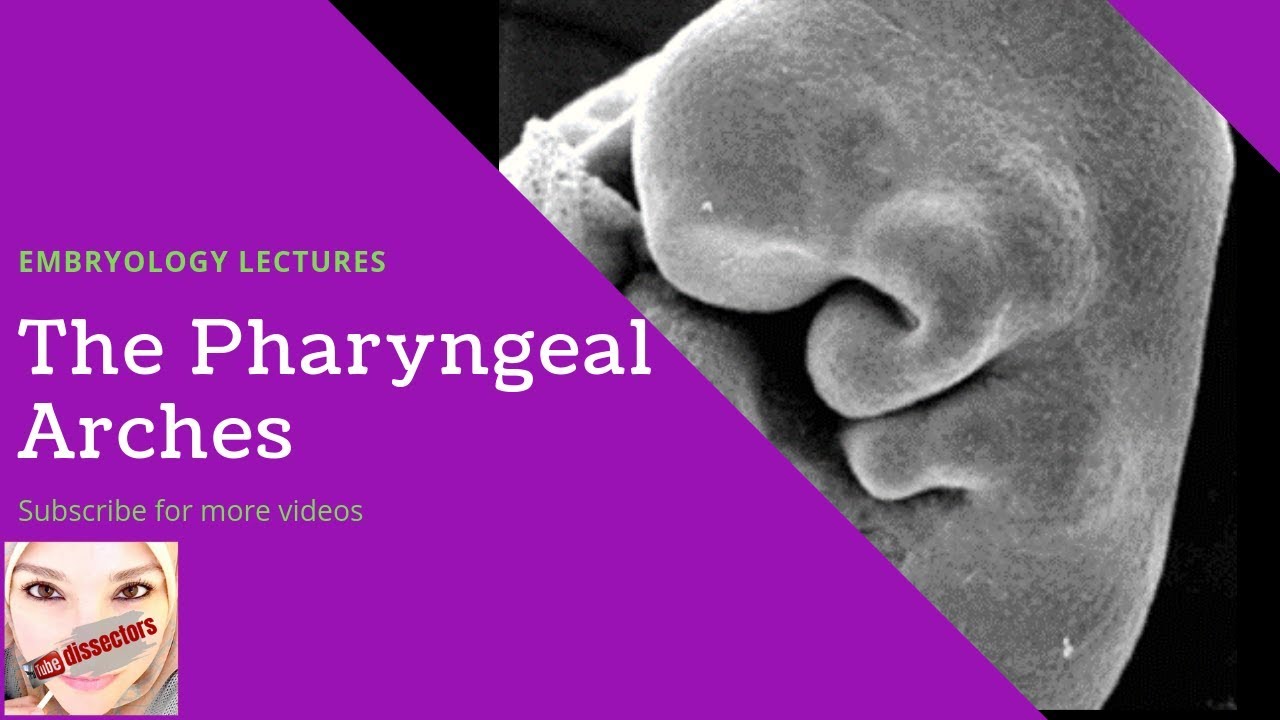 Special embryology - pharyngeal arches - YouTube