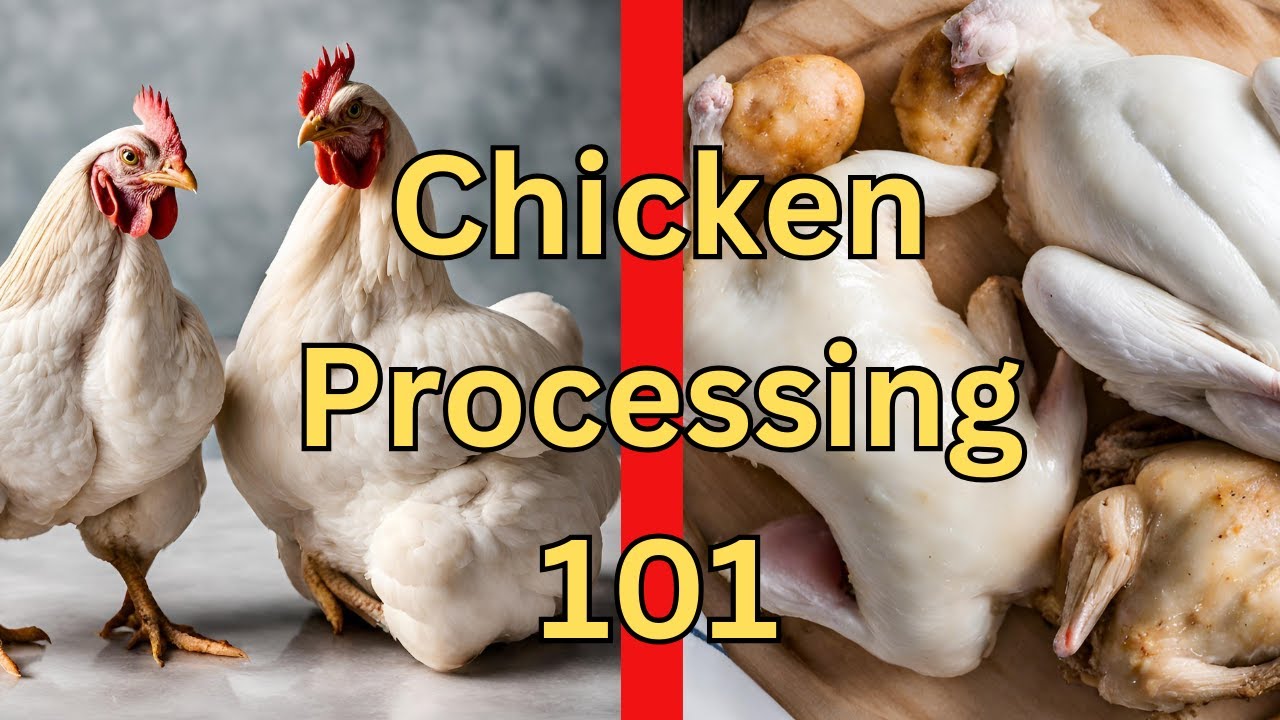 Start to finish chicken processing. #homesteading #poultry #diy - YouTube