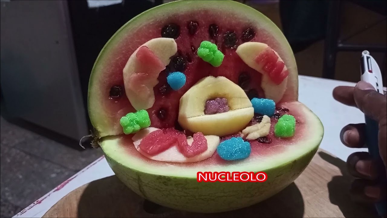 CÉLULA ANIMAL COMESTIBLE. - YouTube