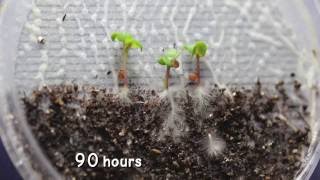 Wisconsin Fast Plants Seed Germination Timelapse
