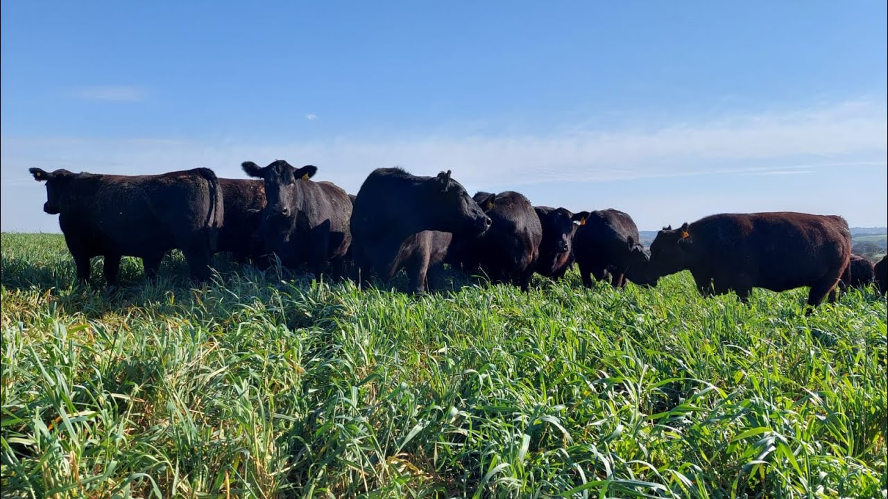 Os melhores animais do Brasil da raça Angus estão no Oeste do PR - YouTube