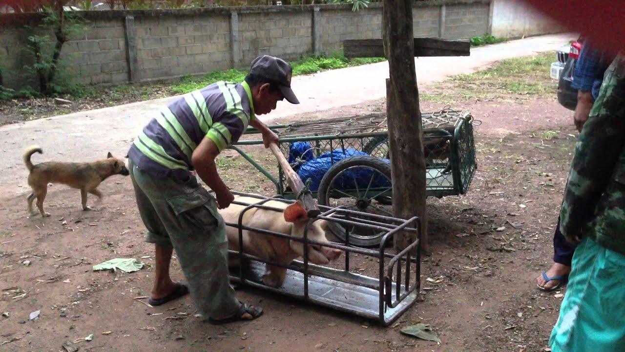 Buddist Good luck Ceremony - YouTube
