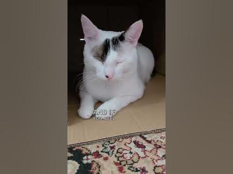 Sweet Little Cat #cutecat #cat #catlover #catvideos #catshorts # ...
